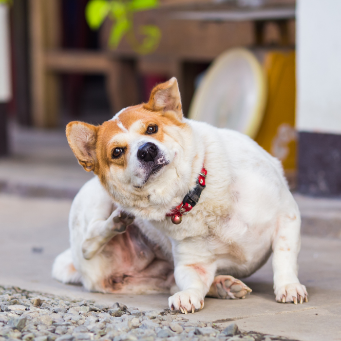 How to identify and treat ringworm in dogs | Petgevity