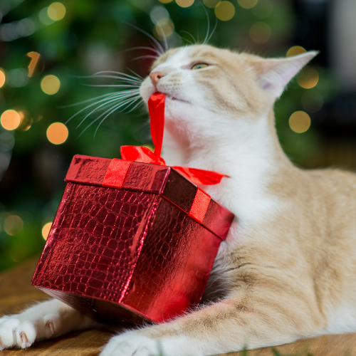 UK cat Christmas presents ideas | Petgevity