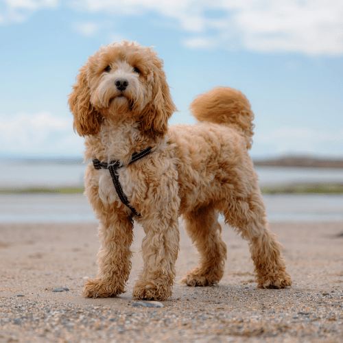 Female dog neutering: Your guide to spaying | Petgevity