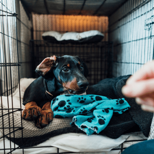Why and how to crate train your dog | Petgevity