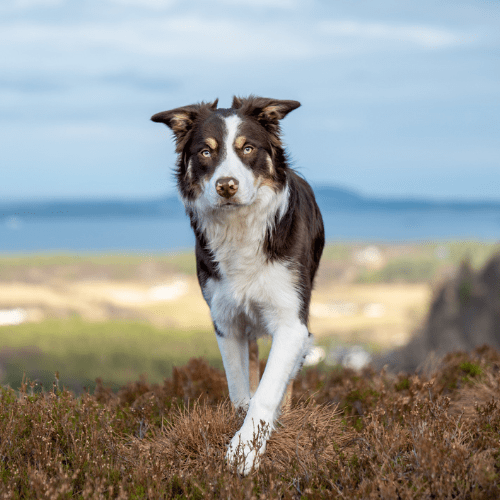 Dog castration: Your guide to male dog neutering | Petgevity