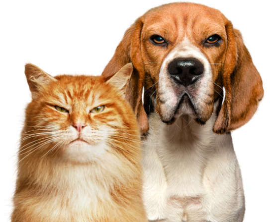 Petgevity | Award-winning UK Lifetime Pet Insurance Provider