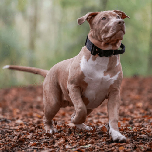 XL Bully ban UK: What does it mean for my dog | Petgevity