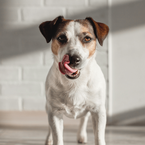 Why do dogs lick? Petgevity