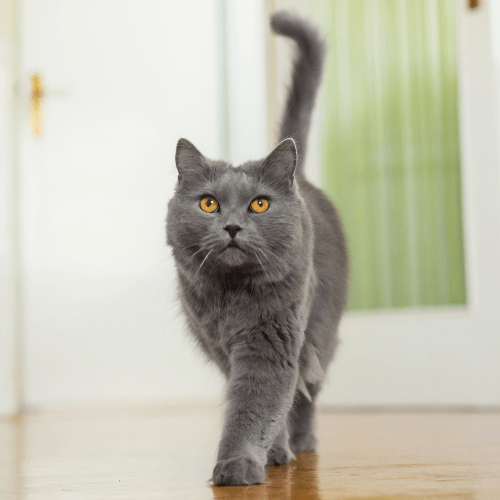 Cat body language explained | Petgevity