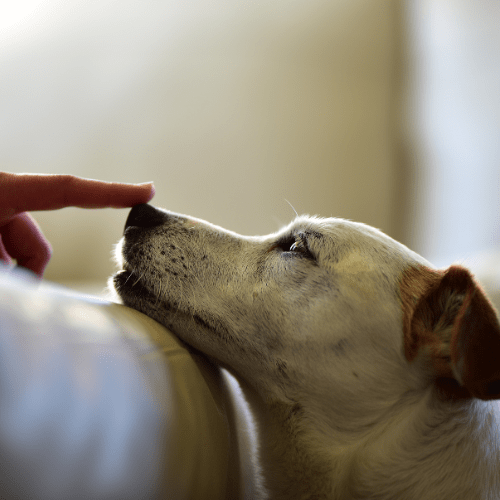 Your dog handling guide | Petgevity