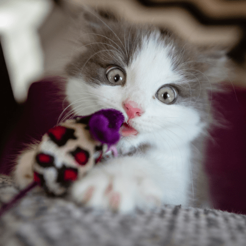 Early kittenhood: Socialisation and habituation | Petgevity